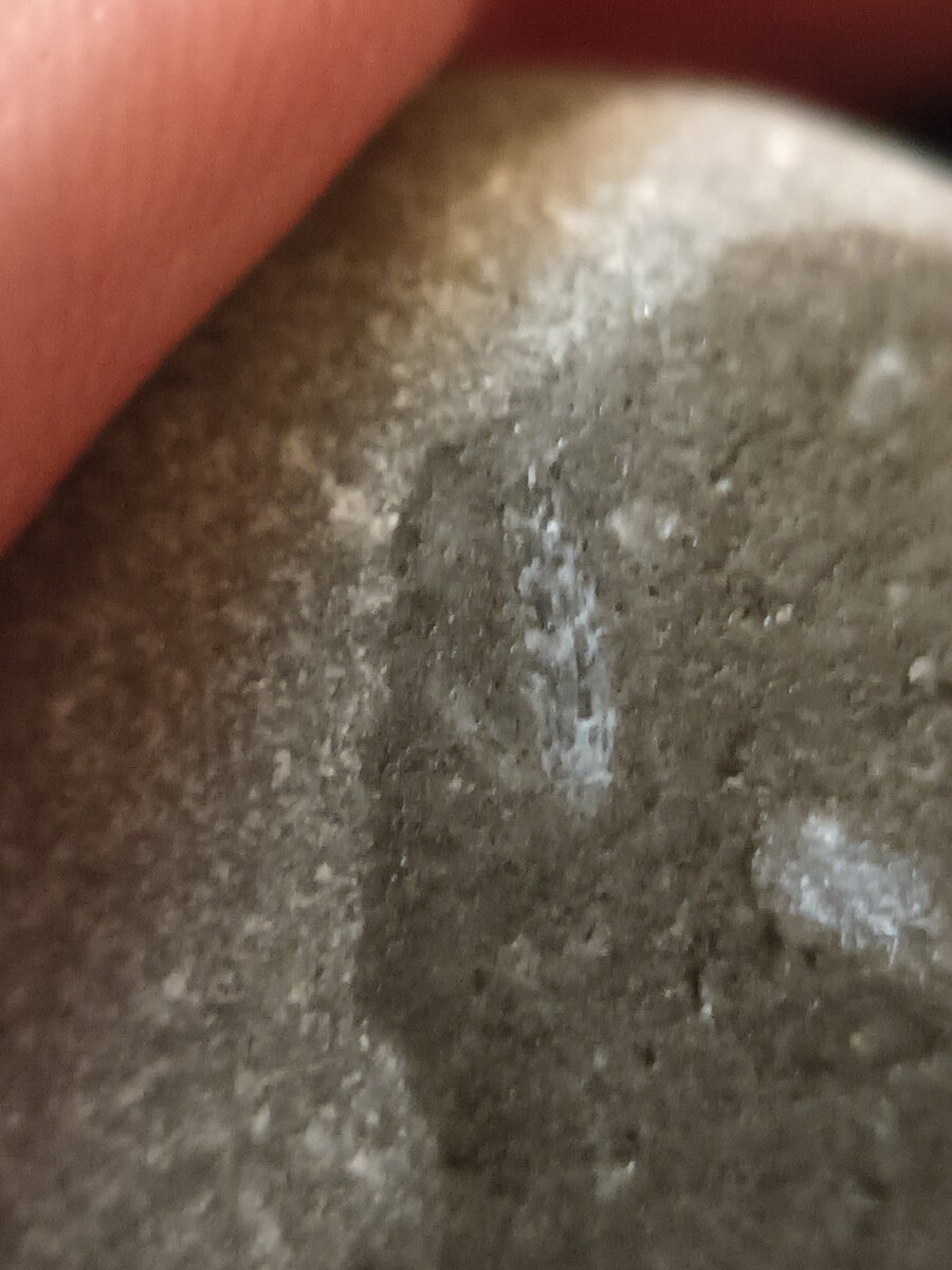 LE44 Crinoid Stems and Cladopora Coral - Pennsylvania - The Fossil Forum