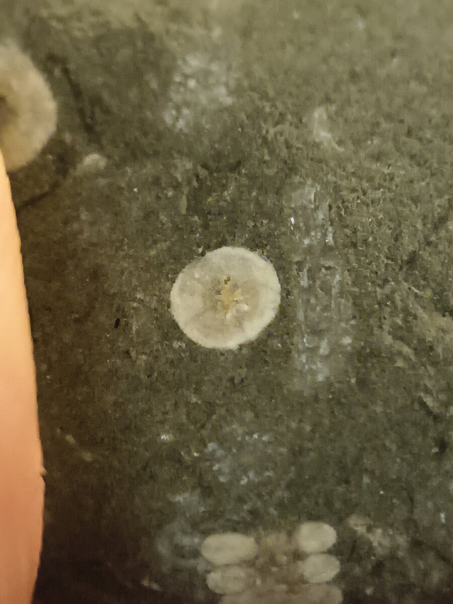 LE44 Crinoid Stems and Cladopora Coral - Pennsylvania - The Fossil Forum