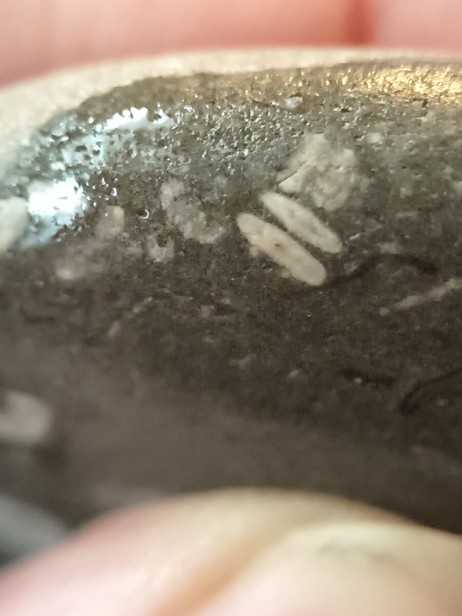 LE44 Crinoid Stems and Cladopora Coral - Pennsylvania - The Fossil Forum