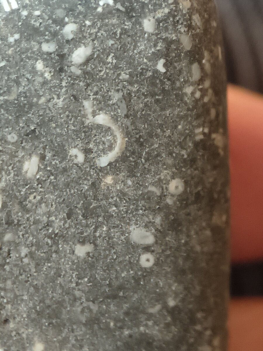 LE47 Crinoid Packstone - Pennsylvania - The Fossil Forum