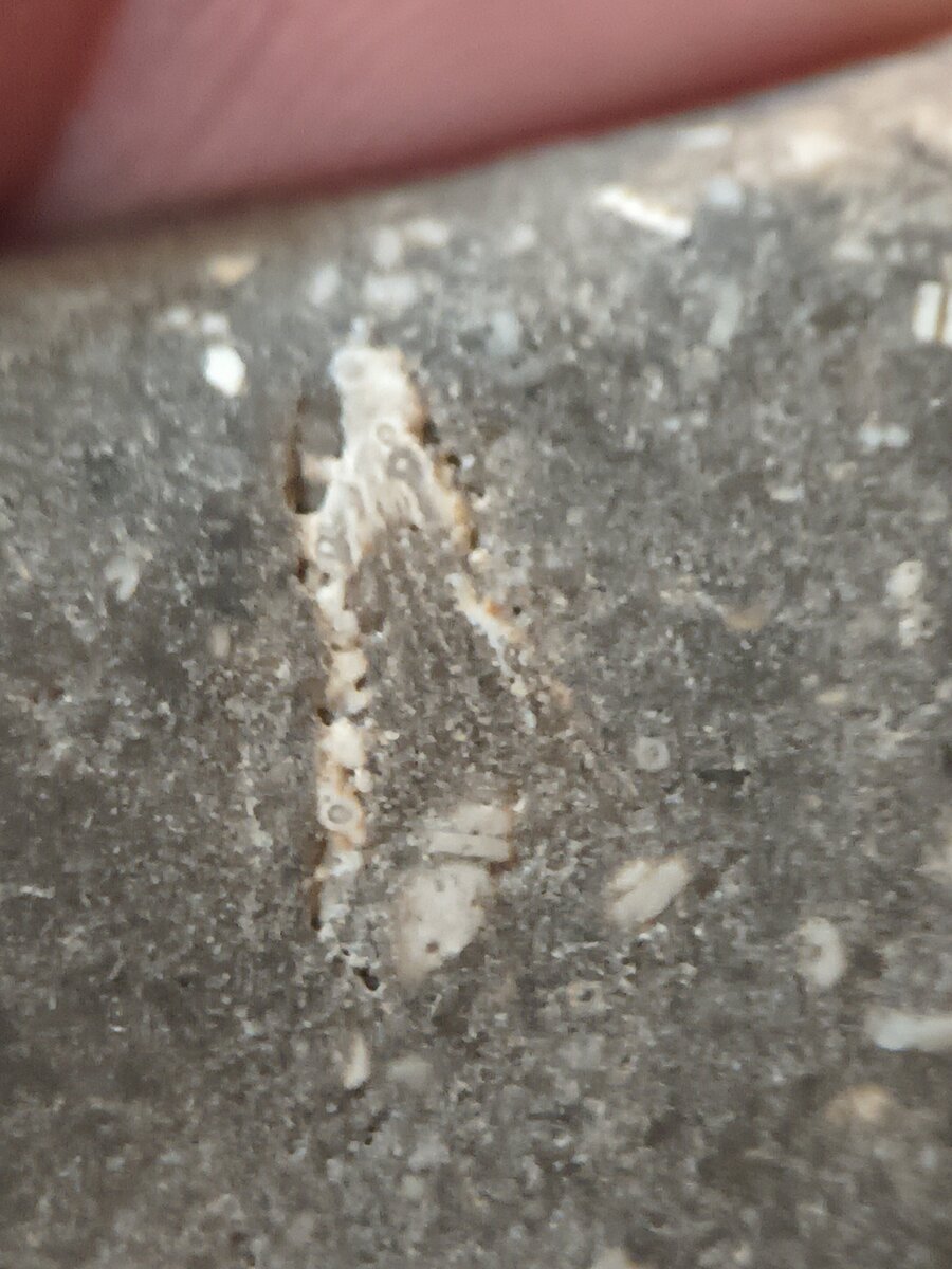 LE47 Crinoid Packstone - Pennsylvania - The Fossil Forum