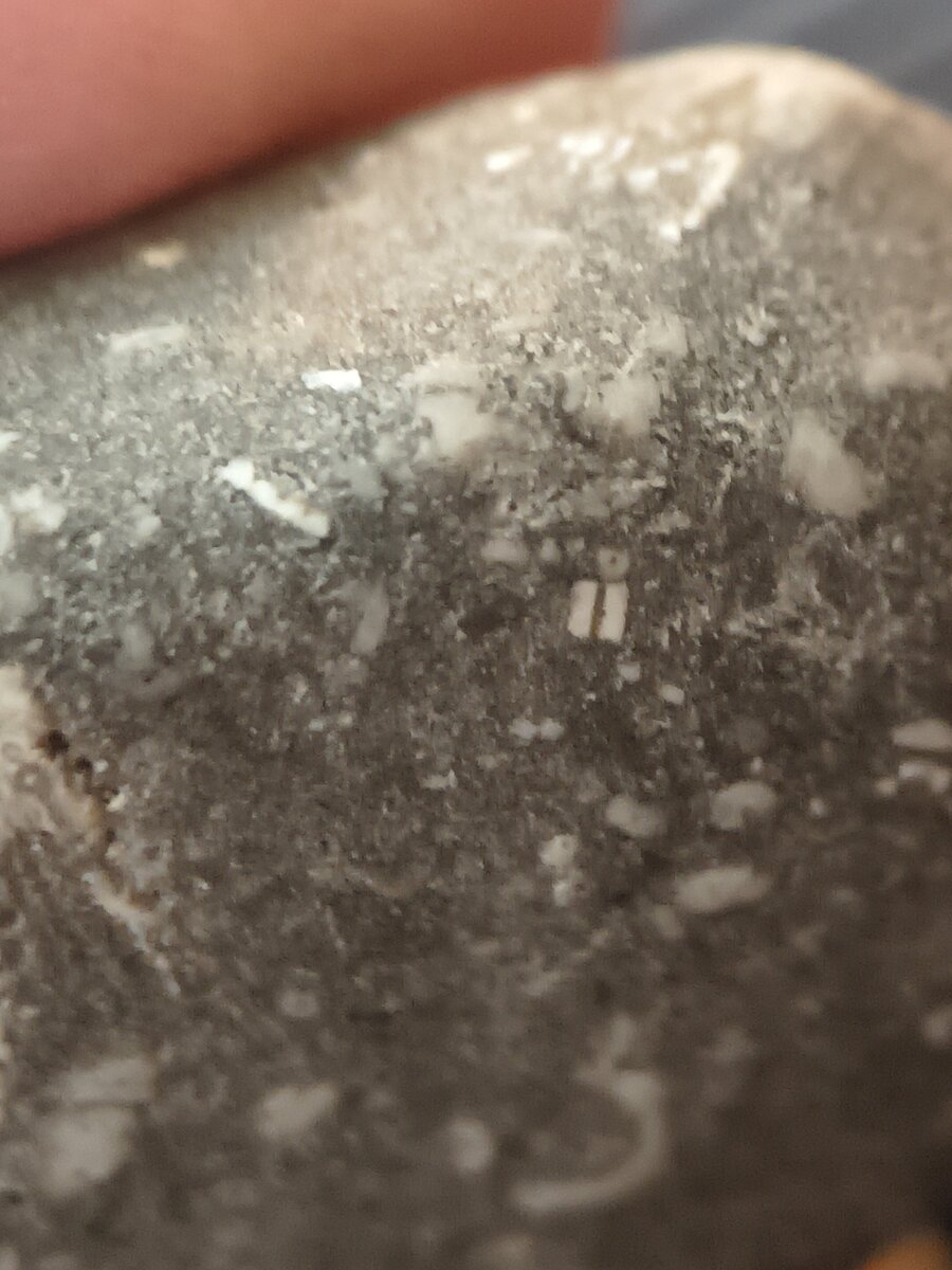 LE47 Crinoid Packstone - Pennsylvania - The Fossil Forum