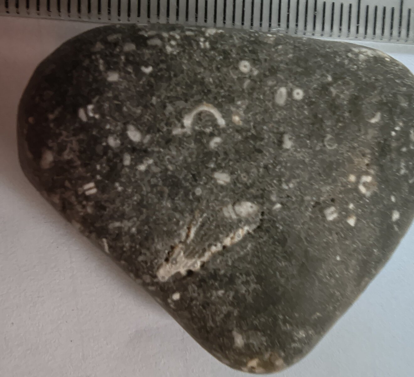 LE47 Crinoid Packstone - Pennsylvania - The Fossil Forum