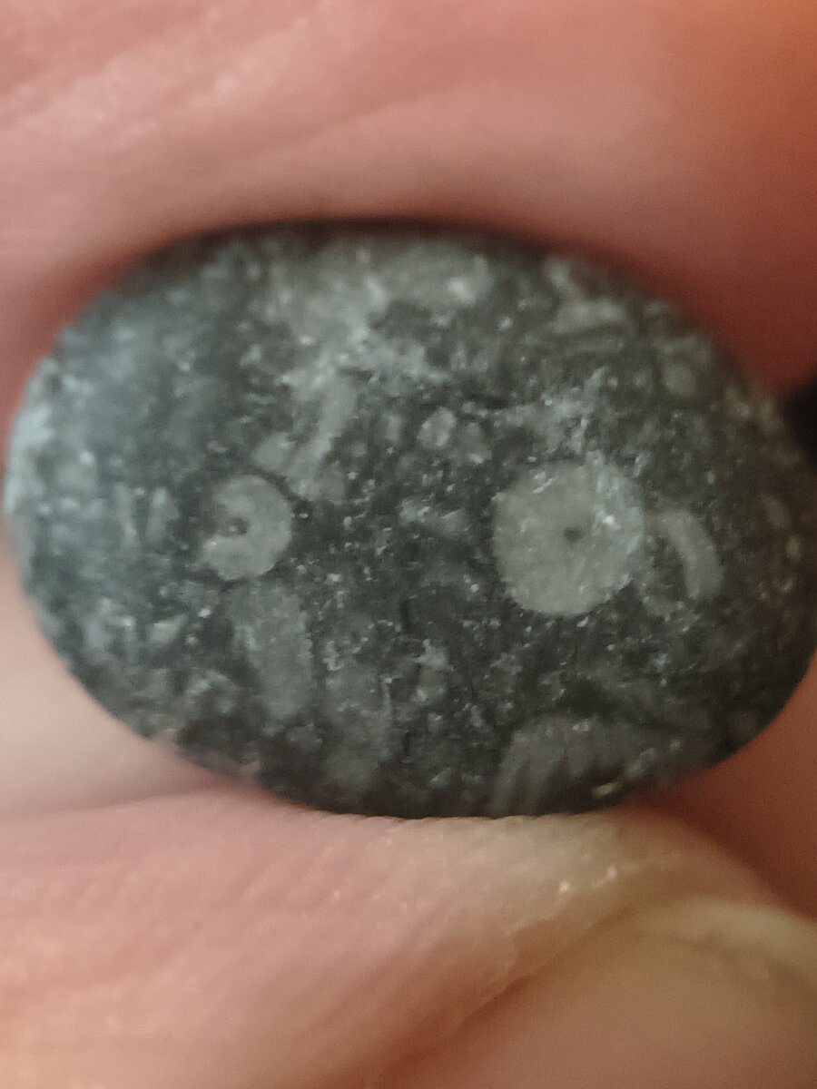 LE49 Crinoid Packstone - Pennsylvania - The Fossil Forum
