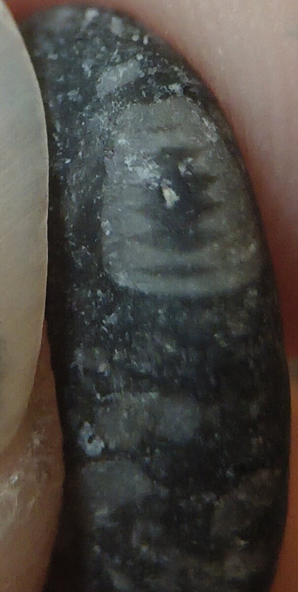 LE49 Crinoid Packstone - Pennsylvania - The Fossil Forum