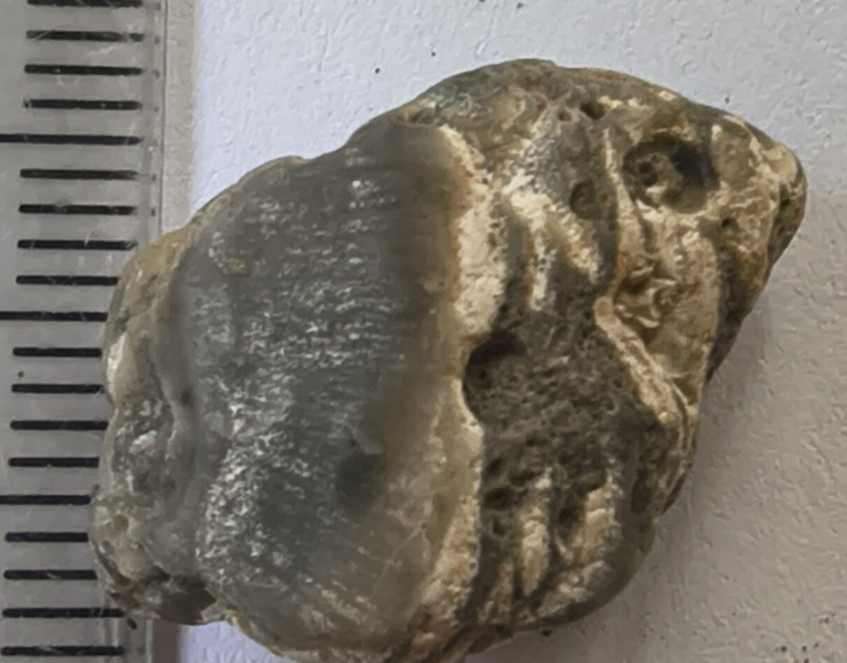 LE57 Lithified Brachiopod Shell Pieces - Pennsylvania - The Fossil Forum