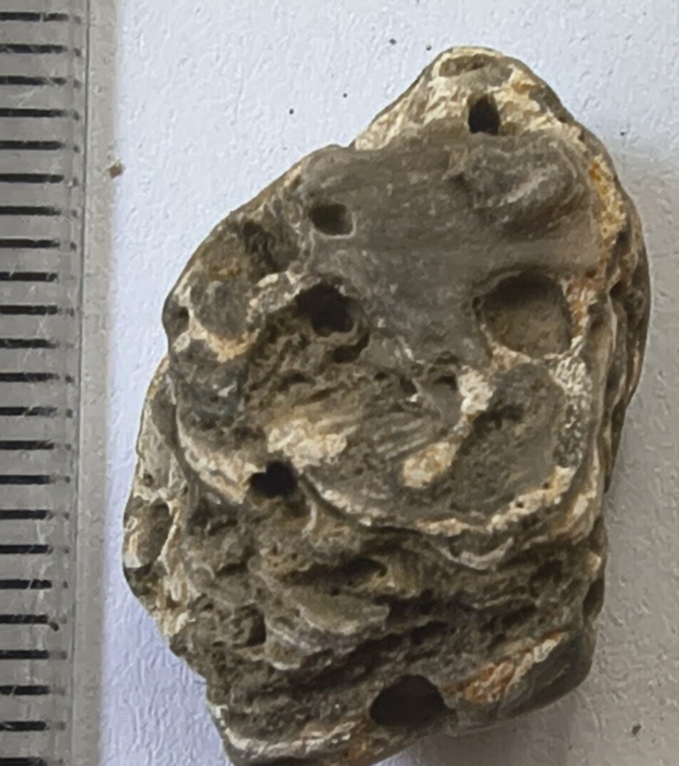 LE57 Lithified Brachiopod Shell Pieces - Pennsylvania - The Fossil Forum