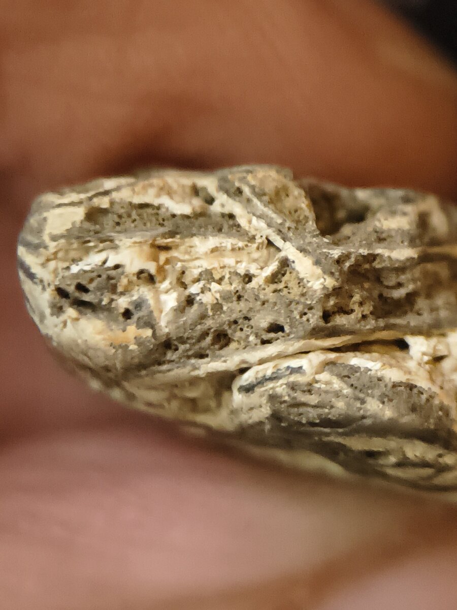 LE57 Lithified Brachiopod Shell Pieces - Pennsylvania - The Fossil Forum