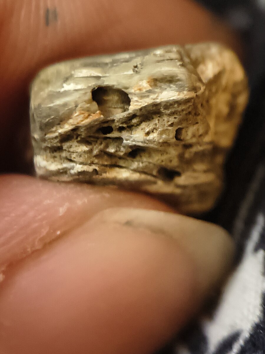 LE57 Lithified Brachiopod Shell Pieces - Pennsylvania - The Fossil Forum