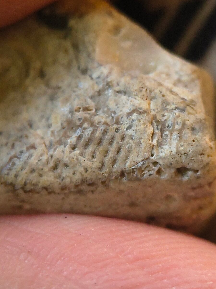 LE58 Fenestrate Bryozoan (Fenestella sp.) with Brachiopod Shell ...