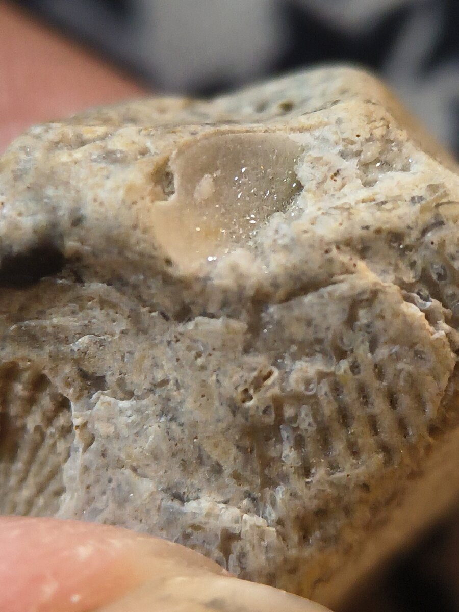 LE58 Fenestrate Bryozoan (Fenestella sp.) with Brachiopod Shell ...