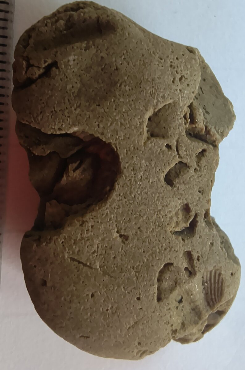 RR15 Brachiopod Impressions- Spiriferid and Indet. - Pennsylvania - The ...