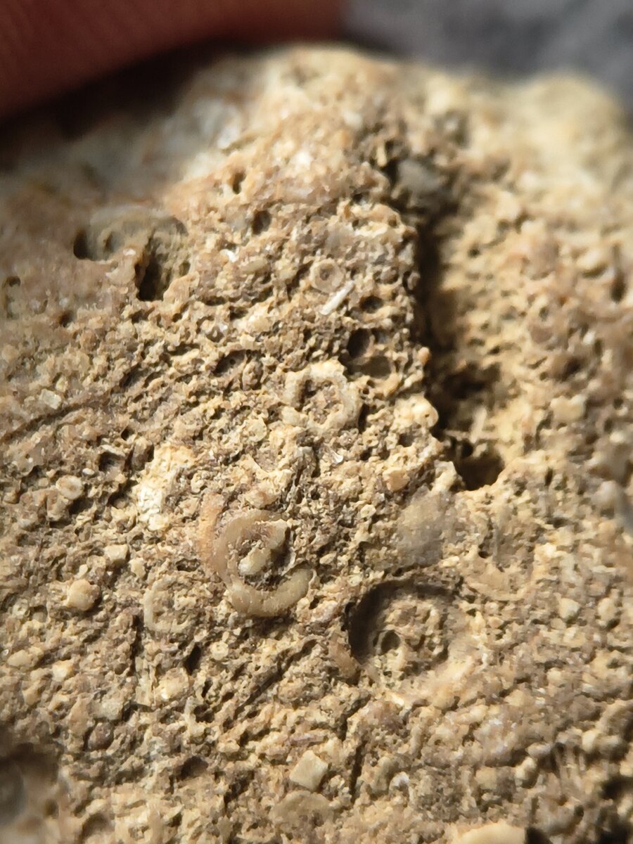 SRL6 Bioclastic Packstone (Crinoid and Brachiopod Fragments ...
