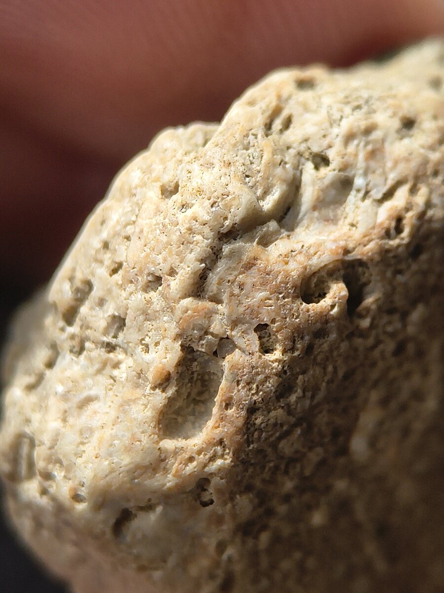 SRL6 Bioclastic Packstone (Crinoid and Brachiopod Fragments ...