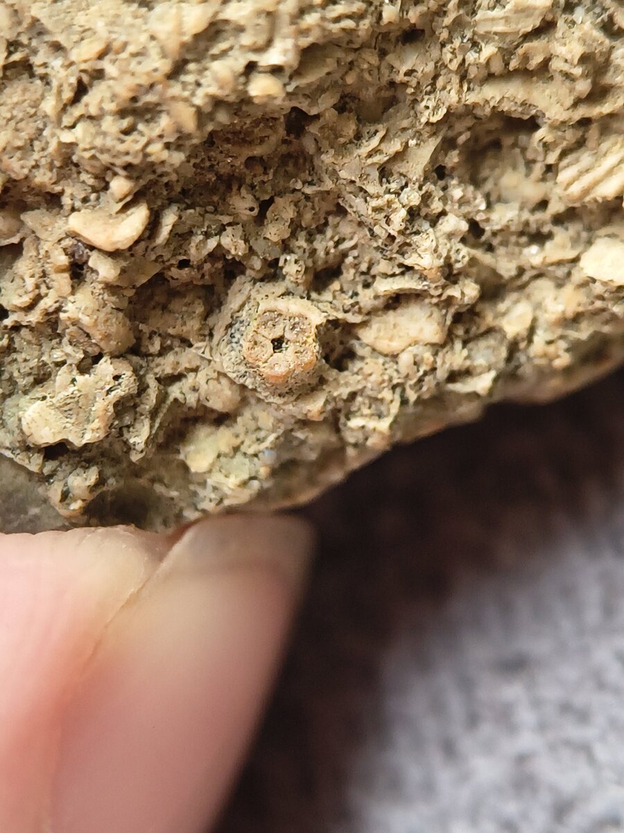 SRL6 Bioclastic Packstone (Crinoid and Brachiopod Fragments ...