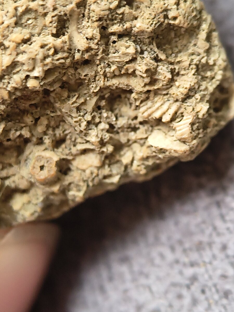 SRL6 Bioclastic Packstone (Crinoid and Brachiopod Fragments ...