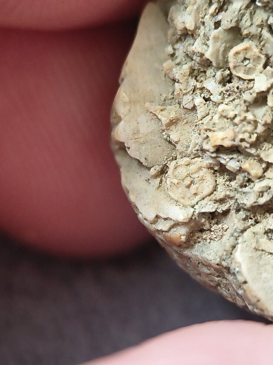 SRL6 Bioclastic Packstone (Crinoid and Brachiopod Fragments ...