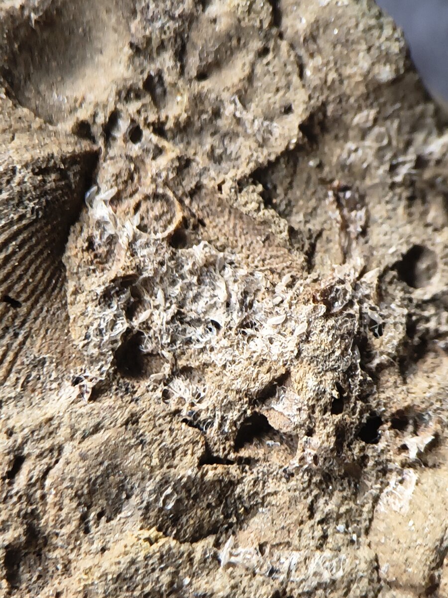 SRL13 Brachiopod and Crinoid Impressions - Pennsylvania - The Fossil Forum