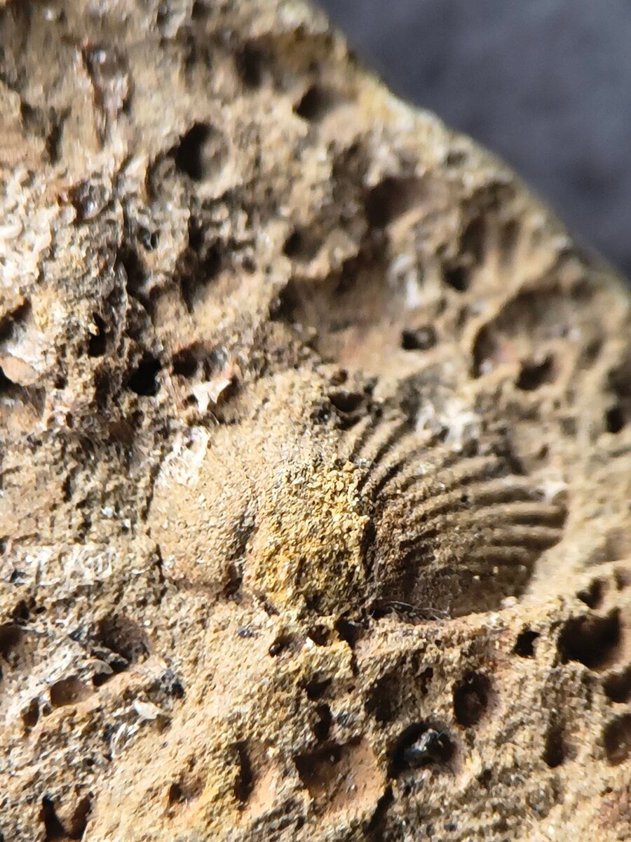 SRL13 Brachiopod and Crinoid Impressions - Pennsylvania - The Fossil Forum