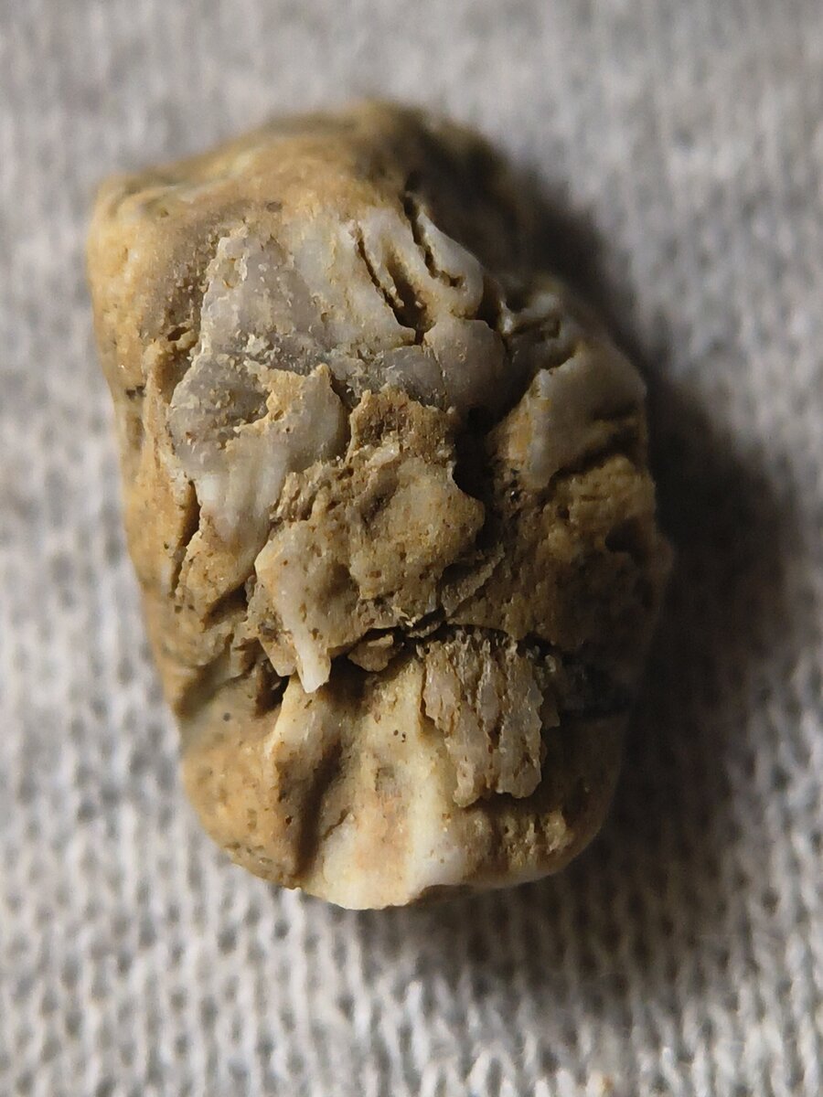 SRL27 Hash, Crinoid and possible brachiopod and bryozoan fragments ...