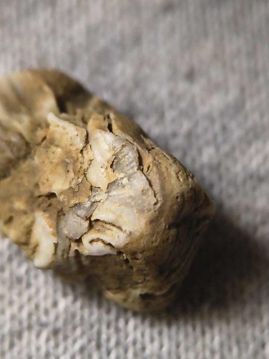 SRL27 Hash, Crinoid and possible brachiopod and bryozoan fragments ...