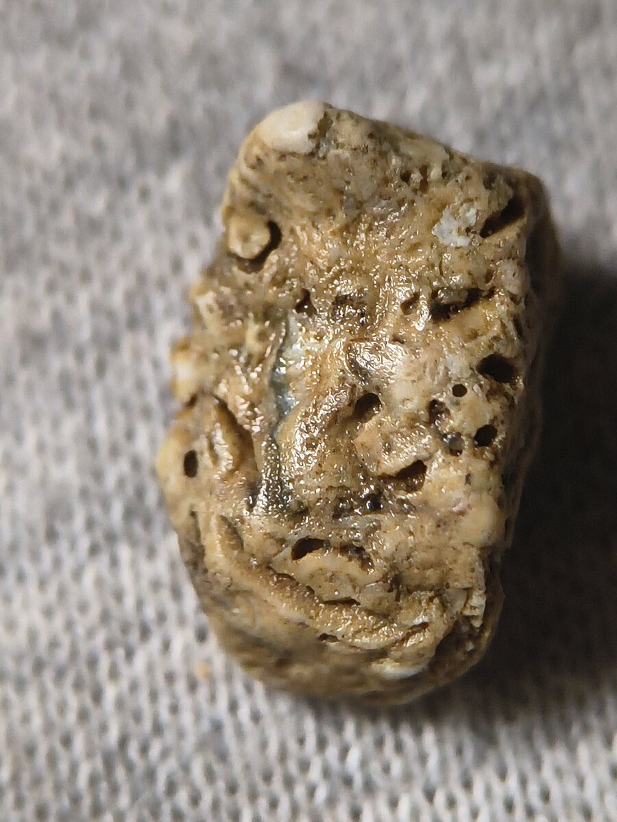 SRL27 Hash, Crinoid and possible brachiopod and bryozoan fragments ...