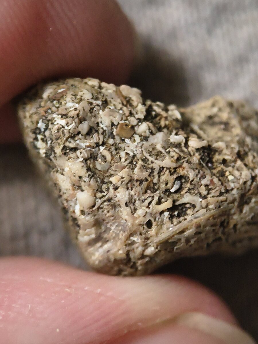 SRL32 Crinoidal Packstone - Pennsylvania - The Fossil Forum