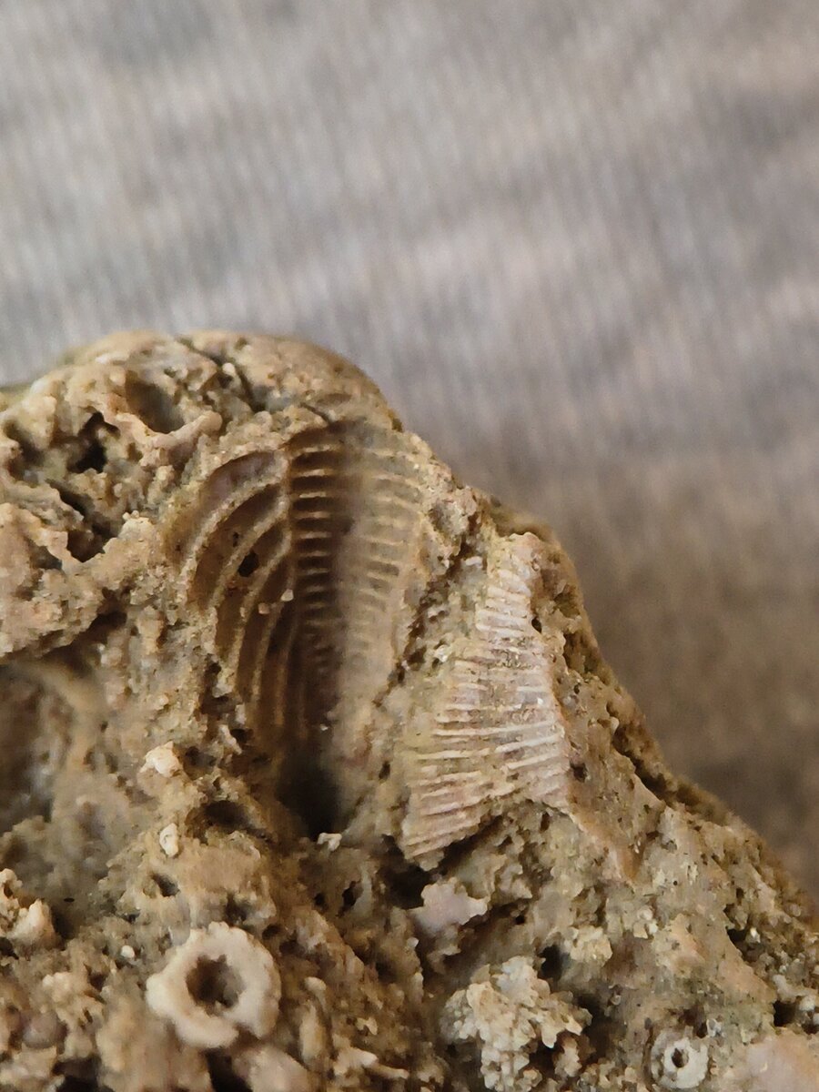 SRL37 Trilobite Fragment Encrinurus sp., Brachiopod Shell Fragments ...