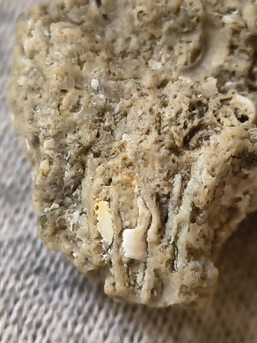 SRL42 Bryozoan (Fenestrate, Cystoporate) and Brachiopod - Pennsylvania ...
