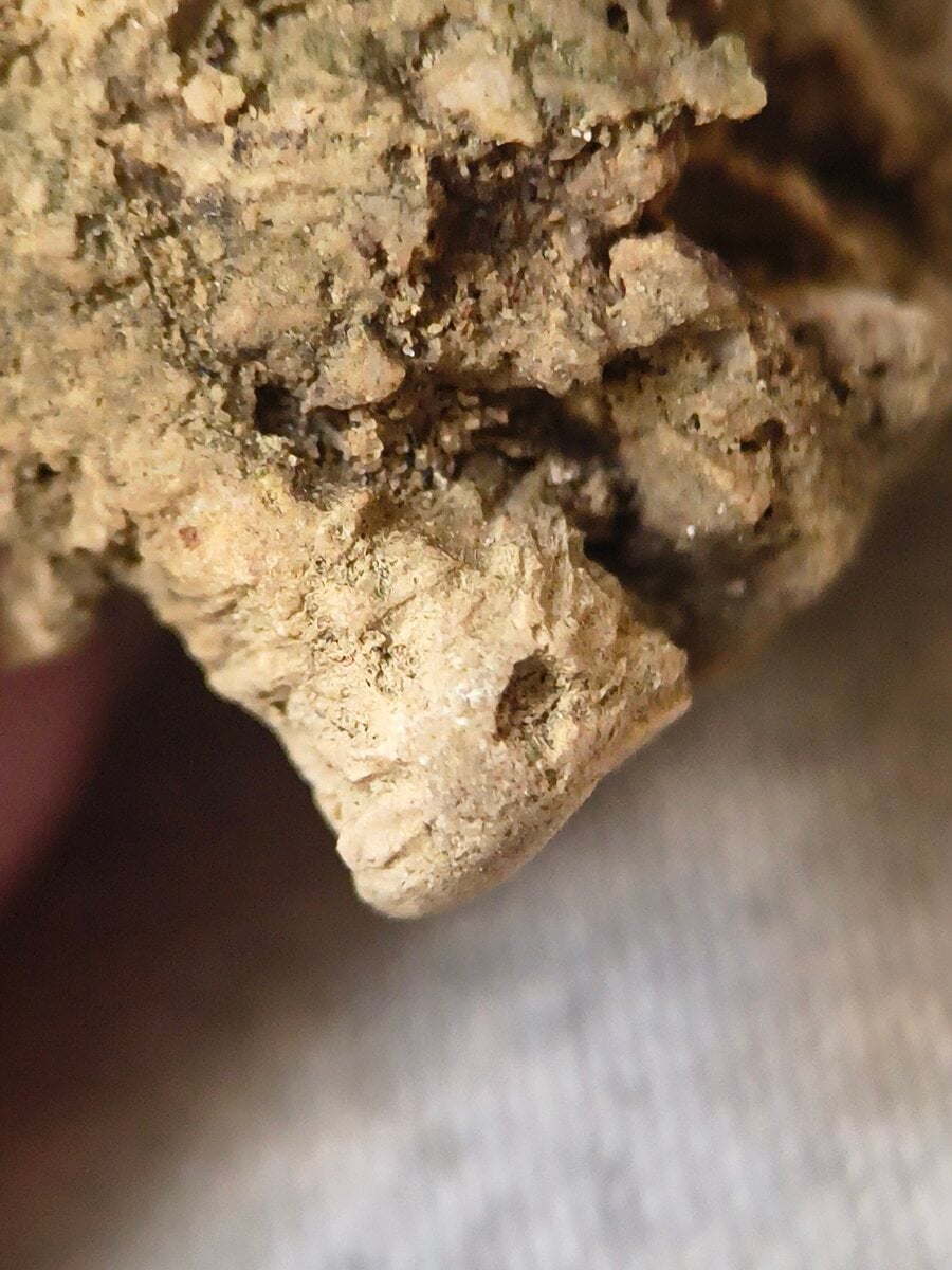 SRL49 Crinoid Piece - Pennsylvania - The Fossil Forum