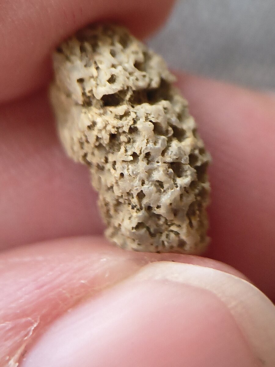 SRL51 Cladopora Piece (tabulate Coral) - Pennsylvania - The Fossil Forum