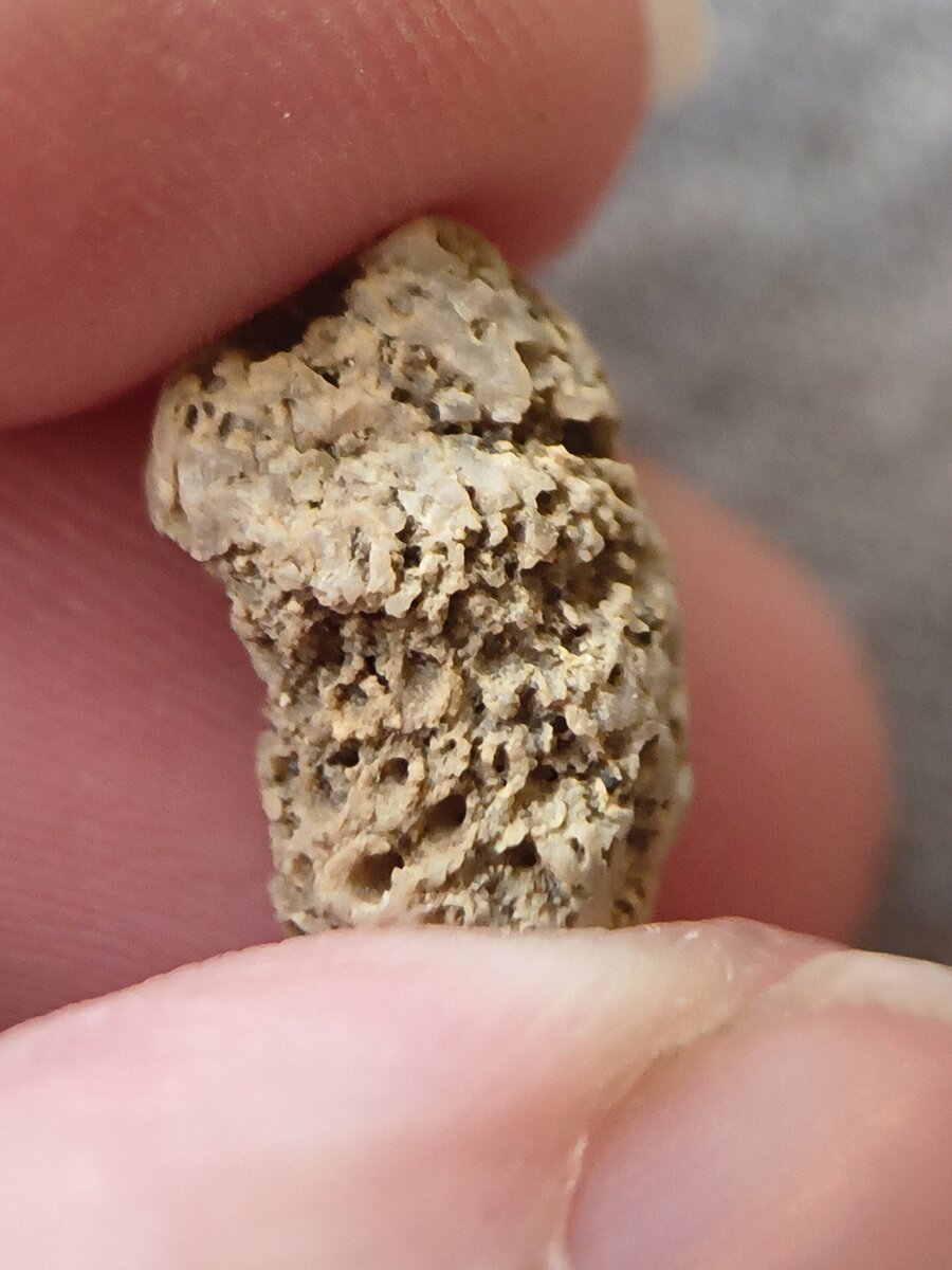 SRL51 Cladopora Piece (tabulate Coral) - Pennsylvania - The Fossil Forum