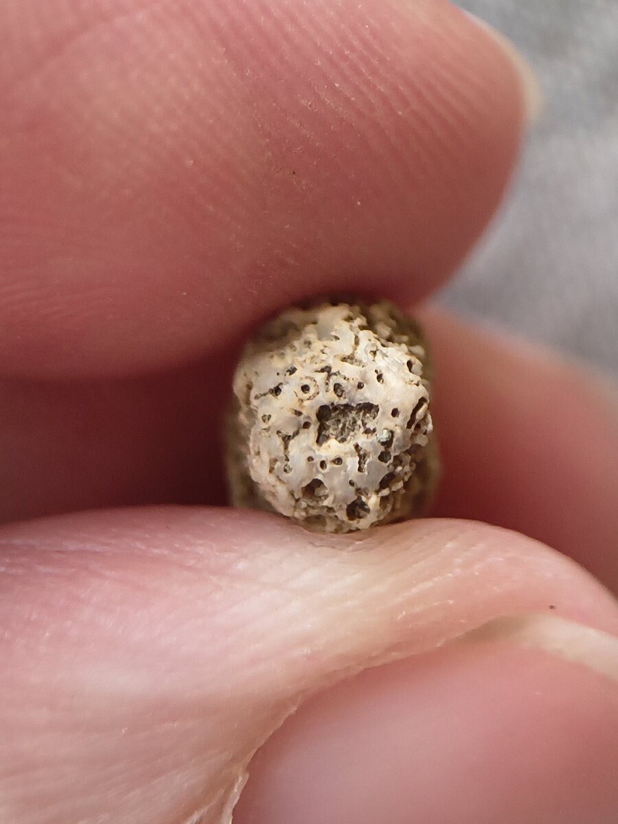 SRL51 Cladopora Piece (tabulate Coral) - Pennsylvania - The Fossil Forum
