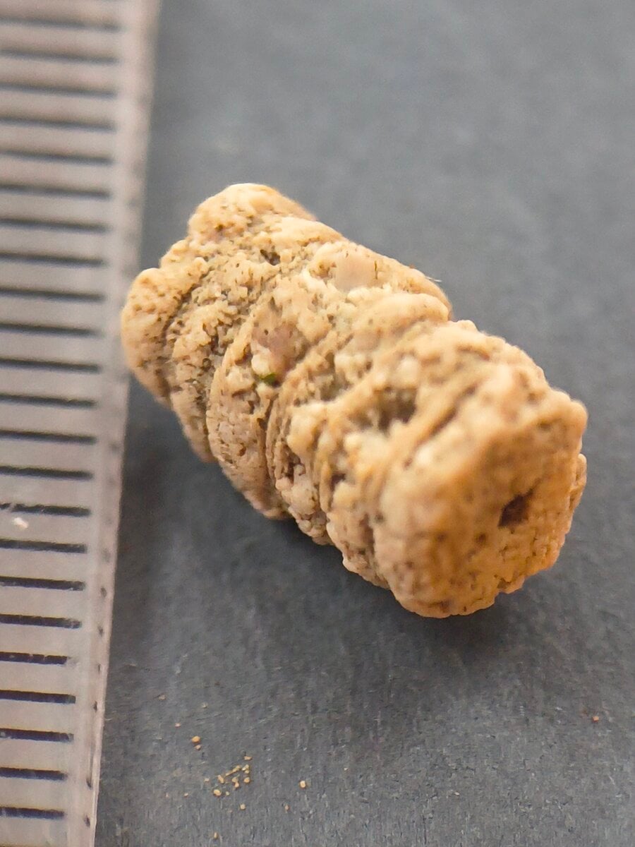 SRL85 Crinoid Piece - Pennsylvania - The Fossil Forum