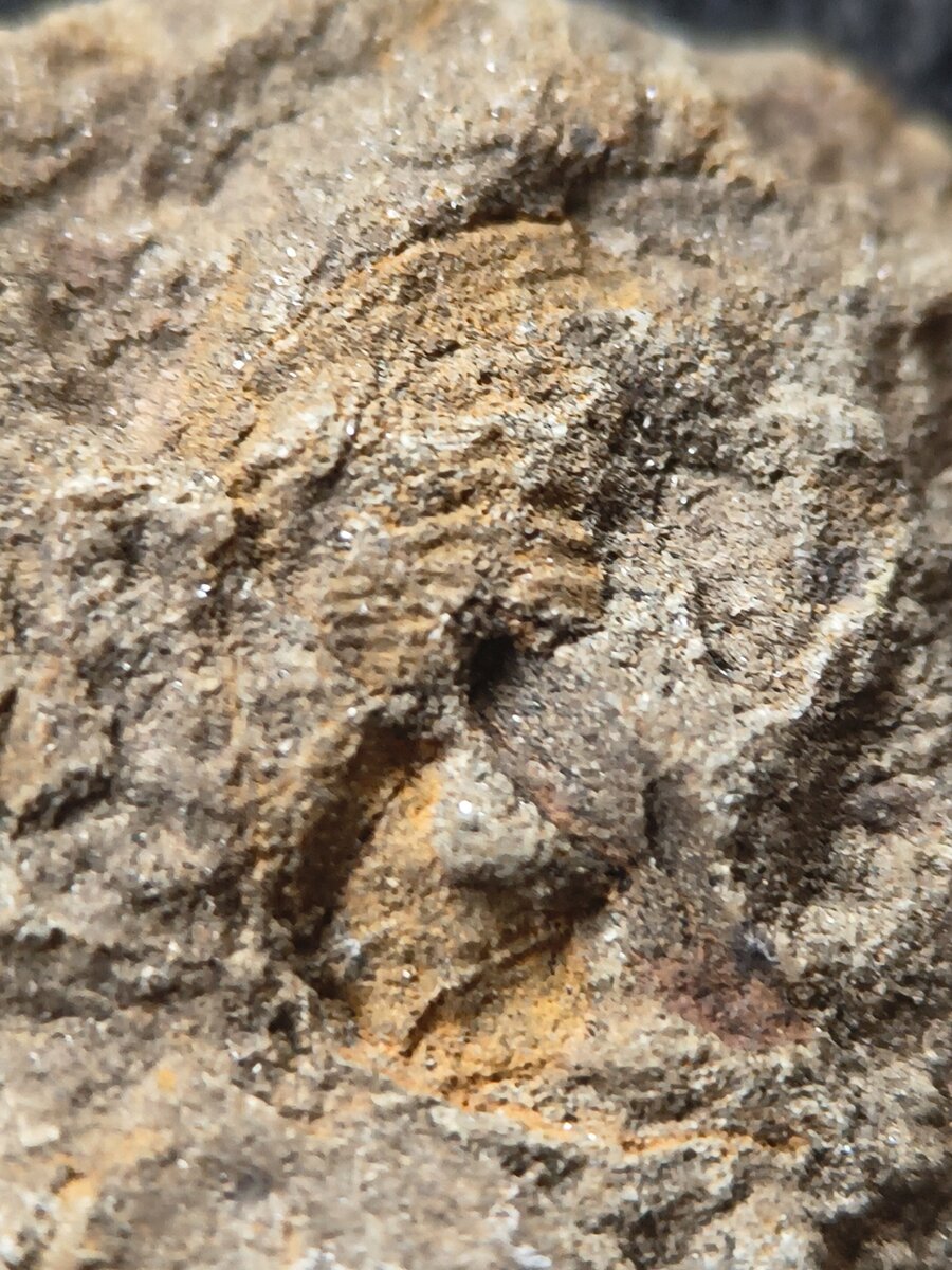 SRL180 Brachiopod and Crinoid Impressions - Pennsylvania - The Fossil Forum