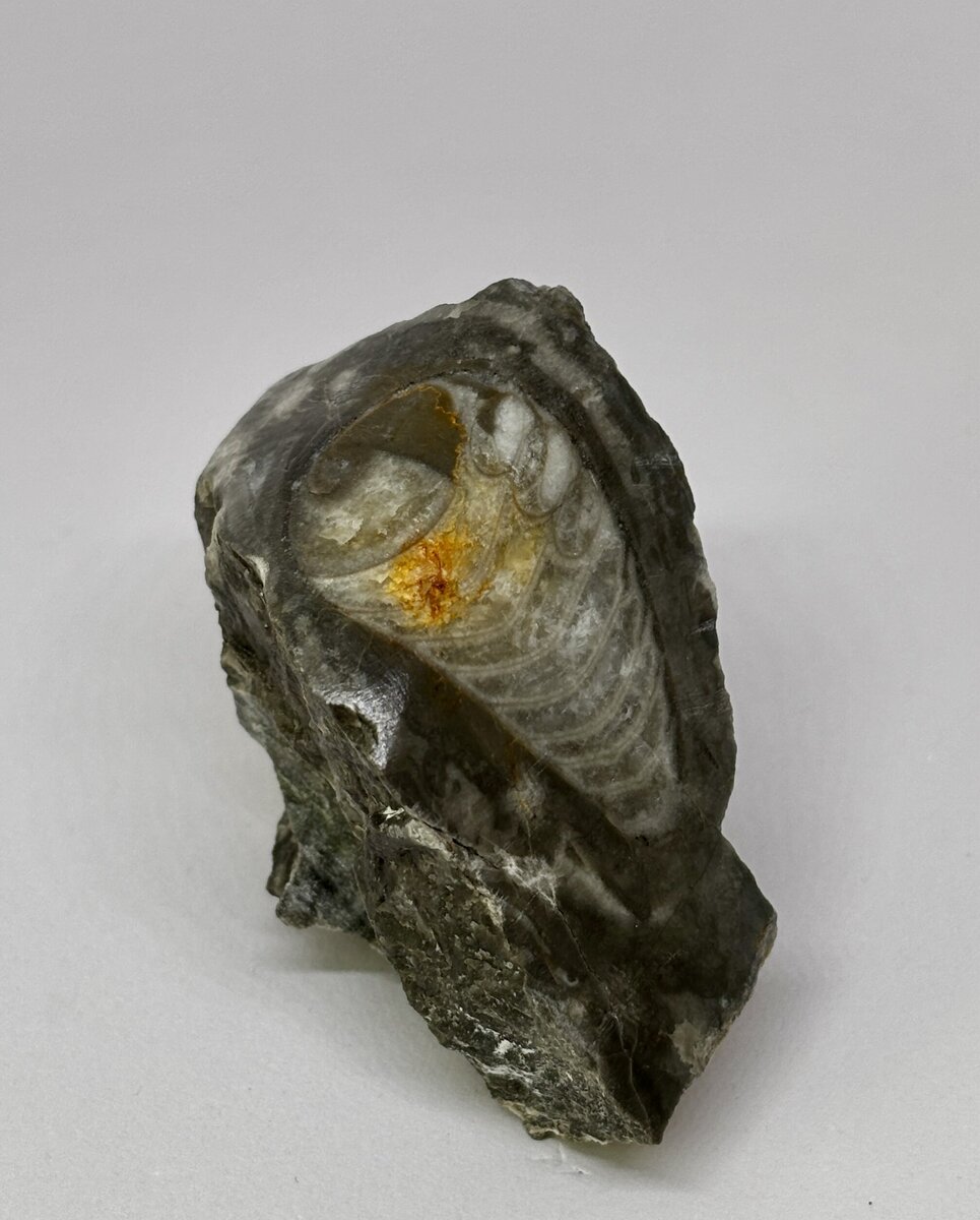 Nautiloid section - Carboniferous - The Fossil Forum