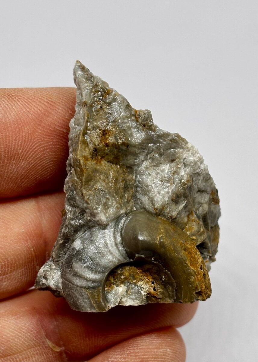 Nautiloid Section - Carboniferous - The Fossil Forum