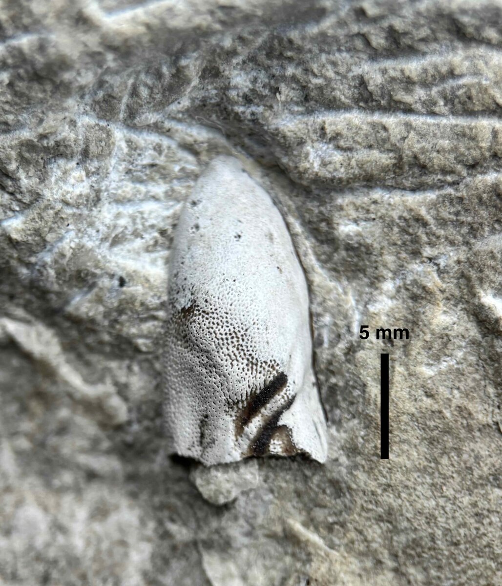 Cochliodontiformes indet. - Member Collections - The Fossil Forum