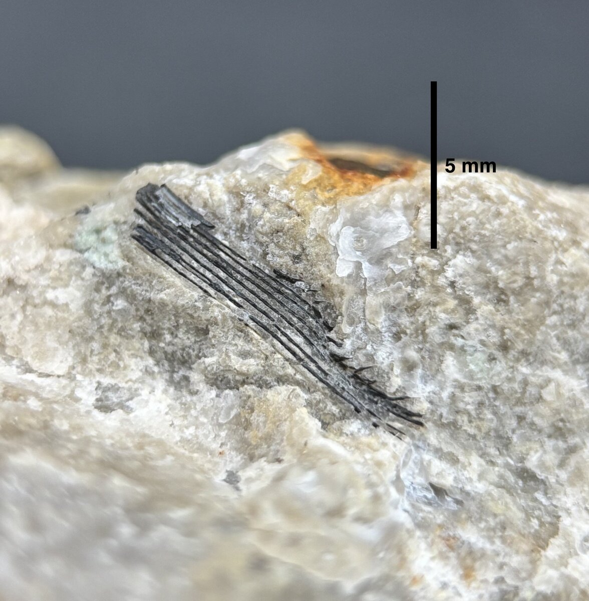 Listracanthus sp. - Member Collections - The Fossil Forum