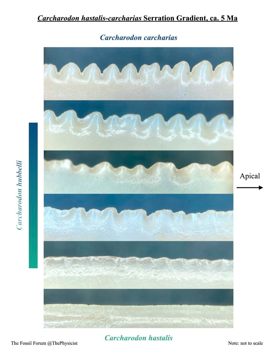 White shark serration development gradient - Sharks, Rays and Skates ...