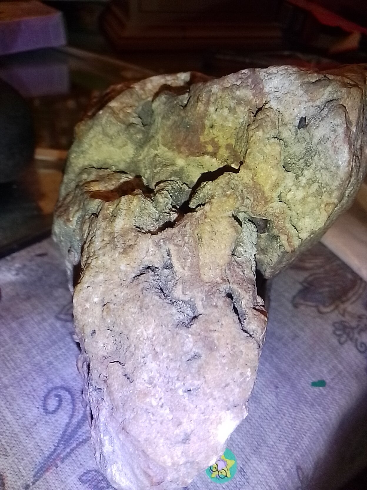 Human skull monkey skull? - Fossil ID - The Fossil Forum
