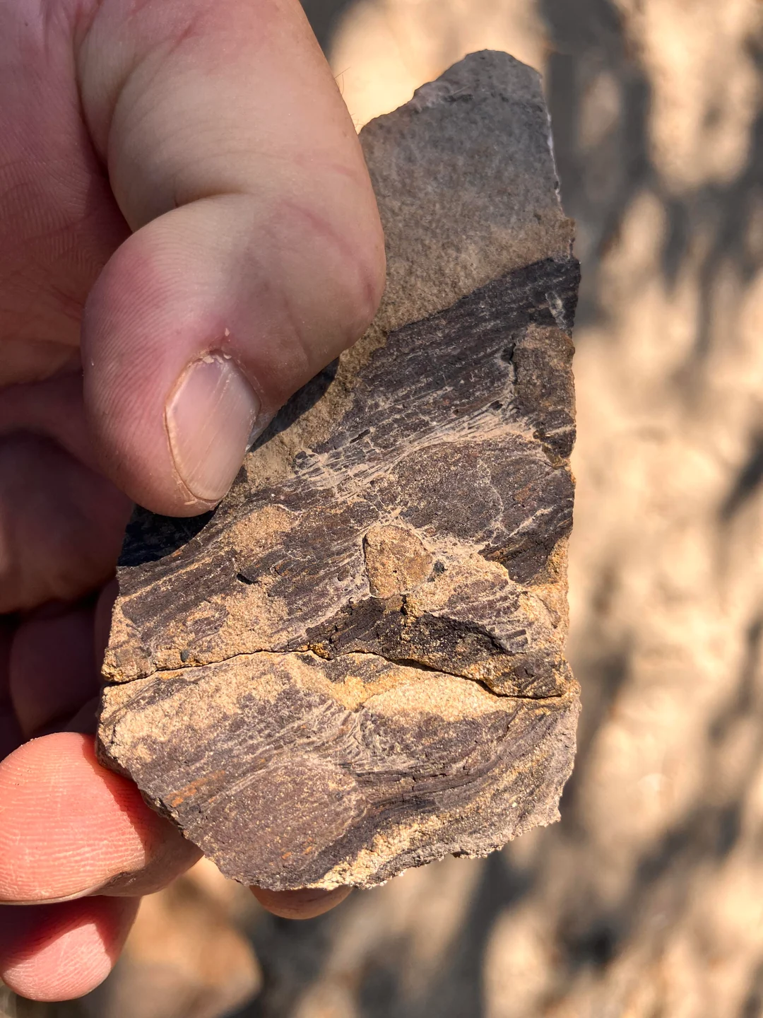 Possible Late Cretaceous plant fossil, Emery county, Utah, USA ...