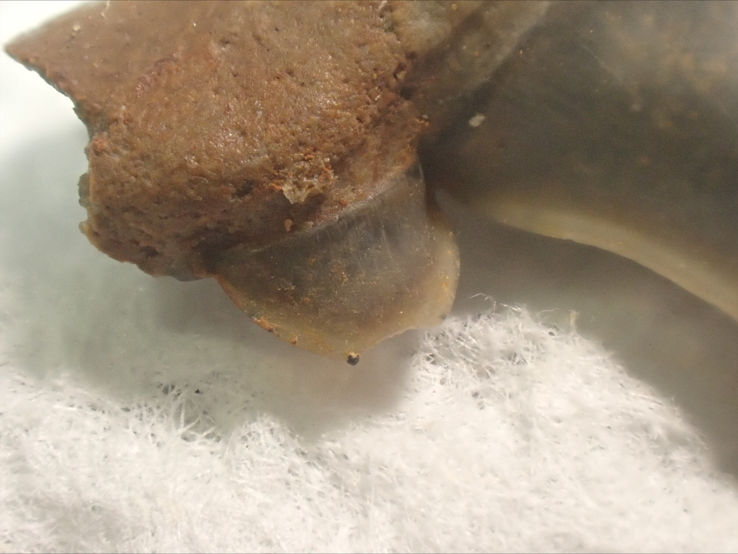 Texas Eocene Shark tooth - Fossil ID - The Fossil Forum