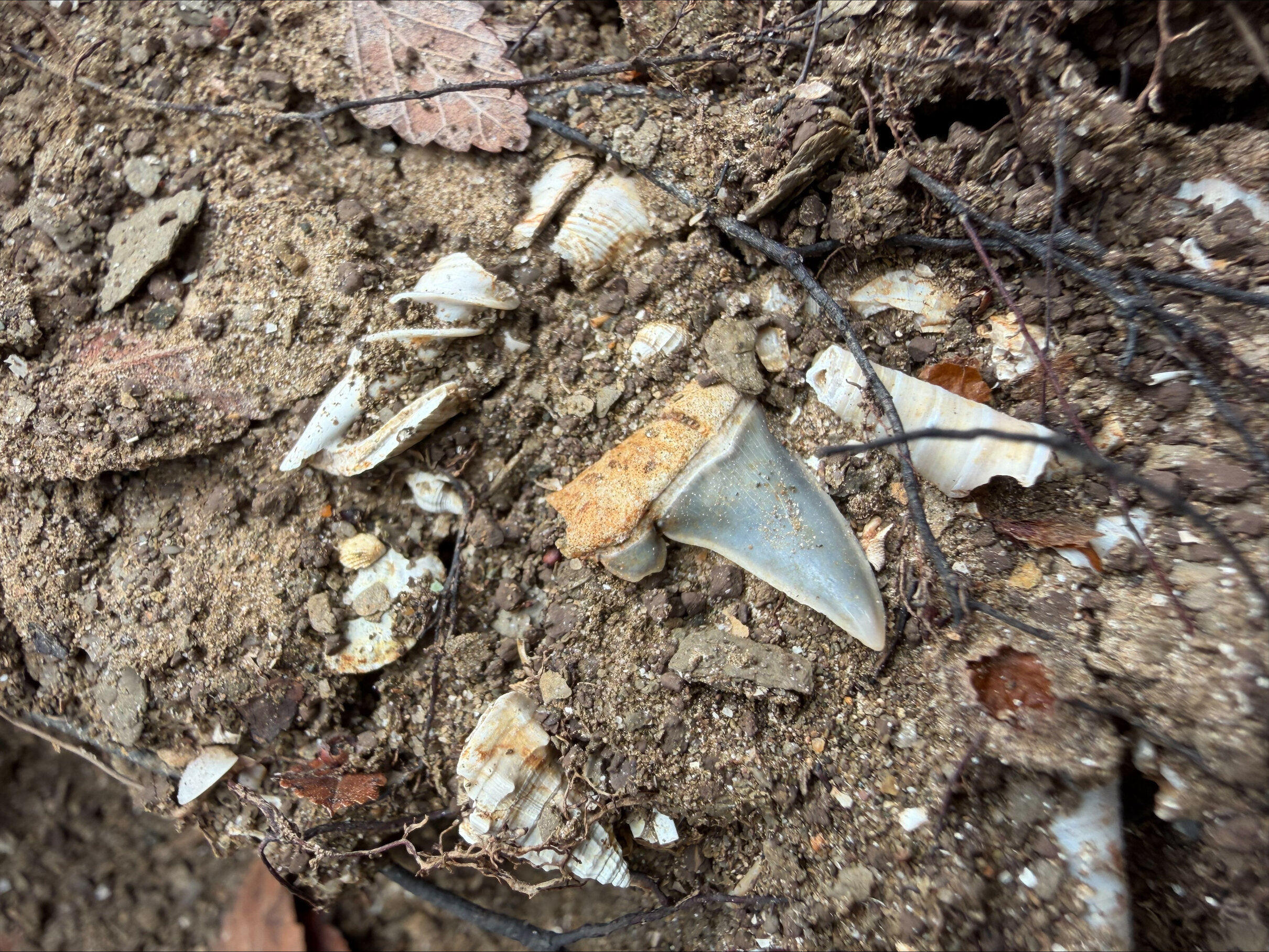 Texas Eocene Shark tooth - Fossil ID - The Fossil Forum