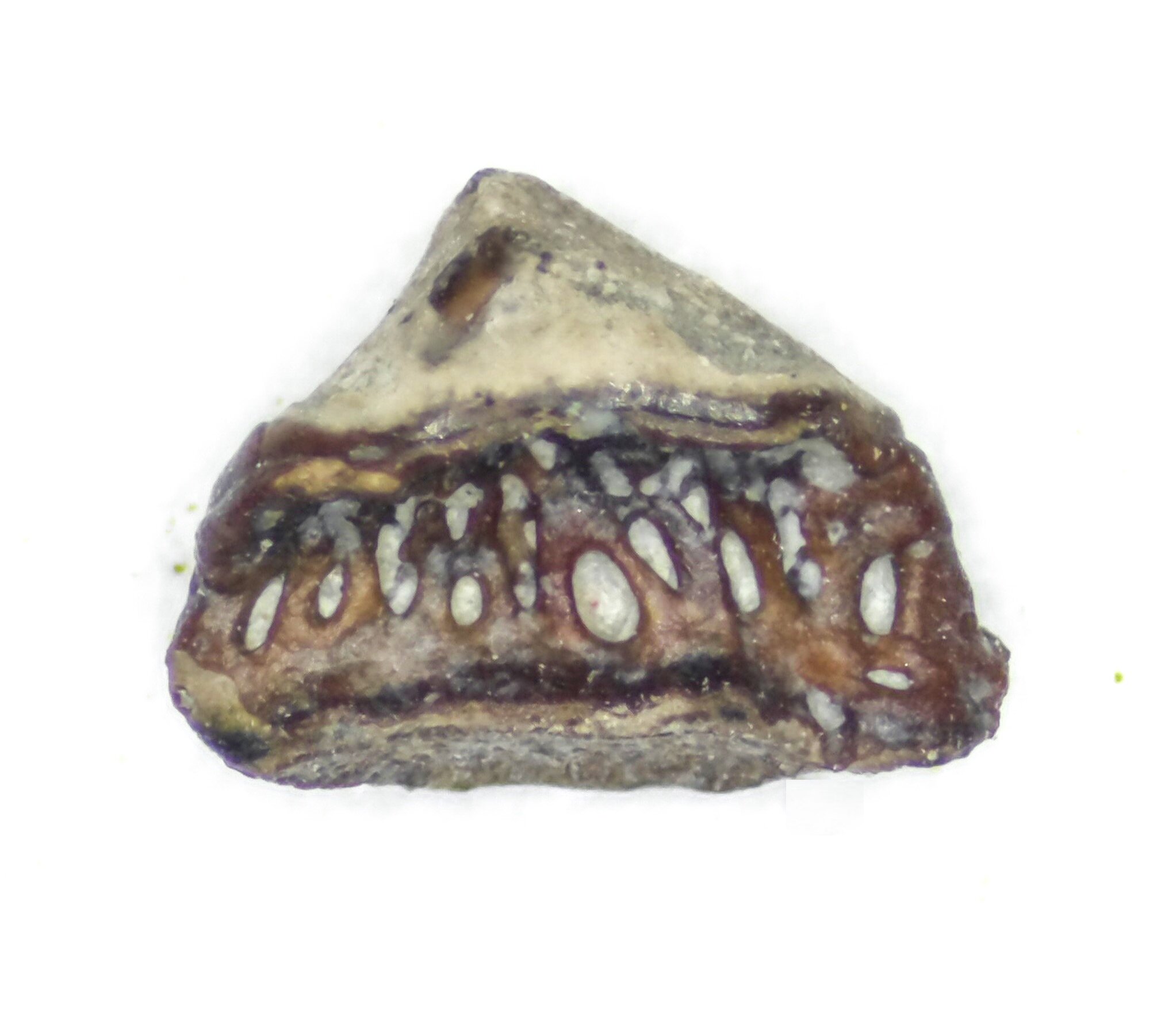 Odd Permian Tooth? Micro from Oklahoma Wellington Form. - Fossil ID ...