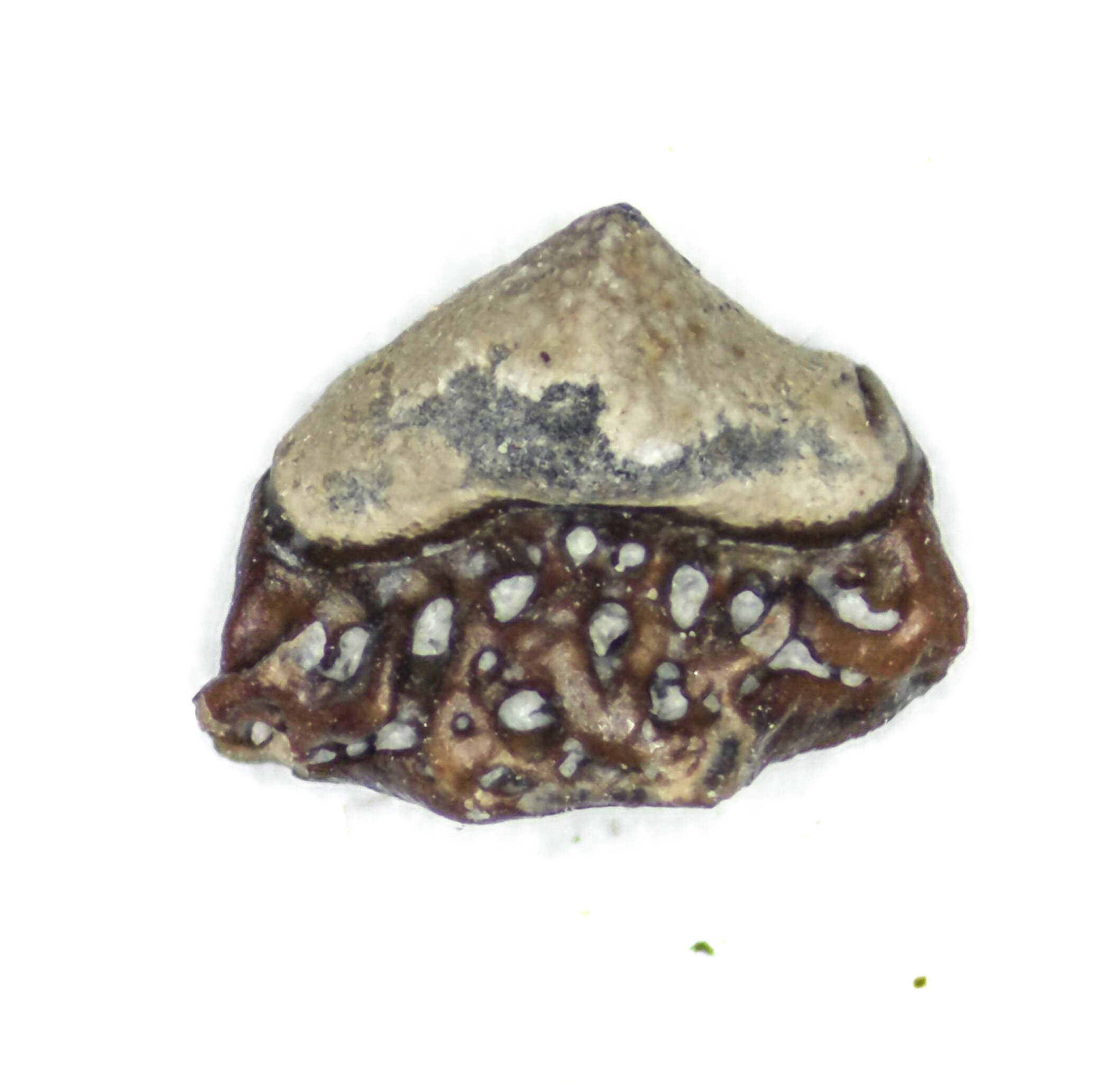 Odd Permian Tooth? Micro from Oklahoma Wellington Form. - Fossil ID ...