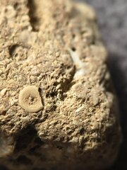 SRL6 Bioclastic Packstone (Crinoid and Brachiopod Fragments ...