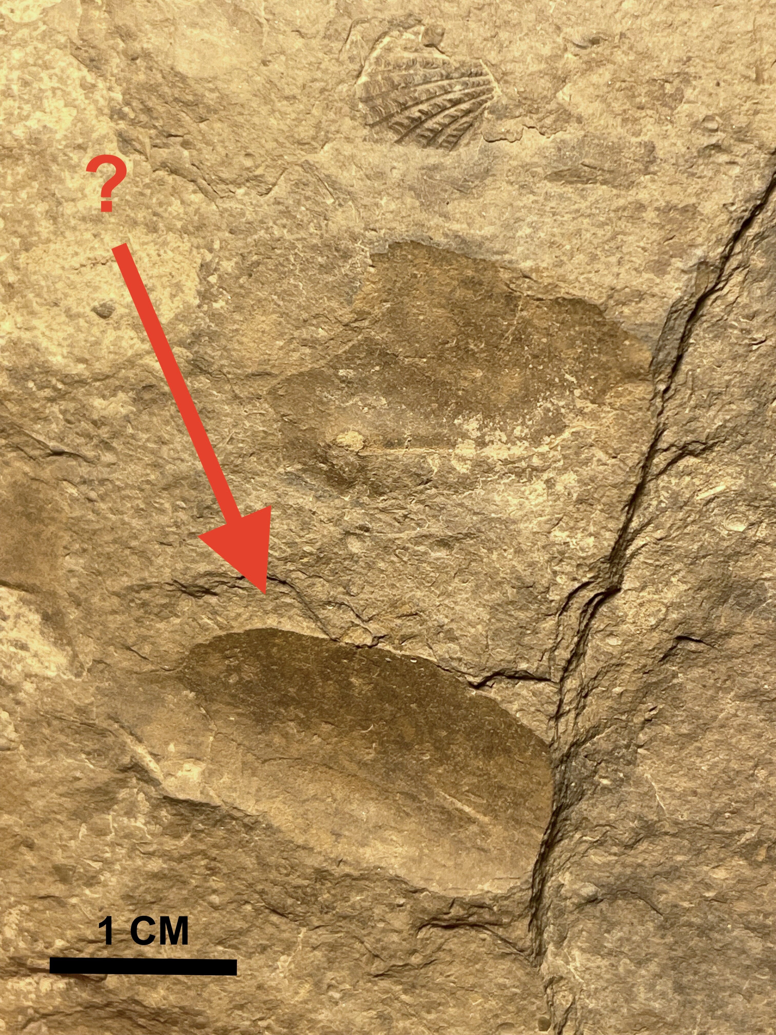 Why do I keep seeing smooth oval imprints? Devonian, Brallier formation ...