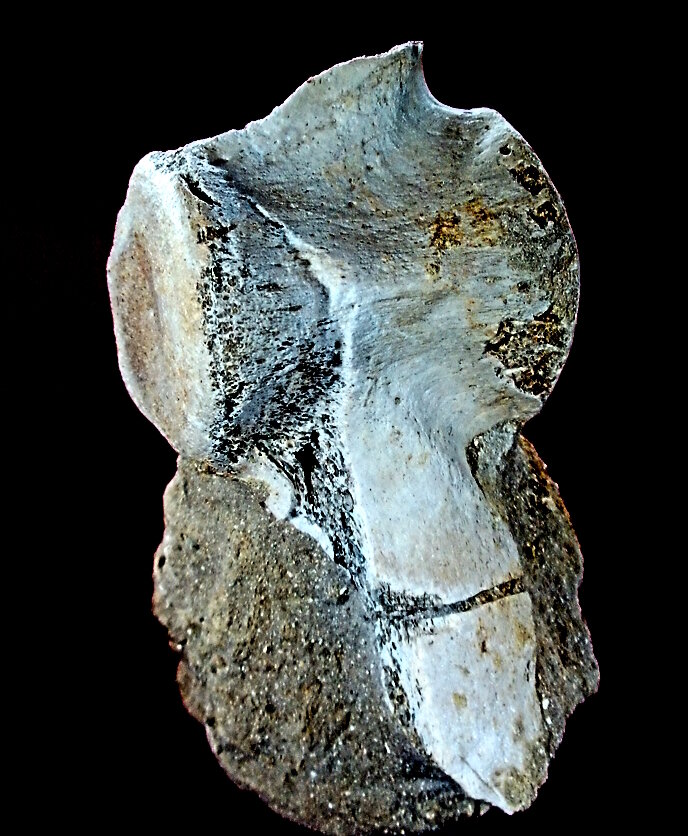 PREDATION OR SCAVENGING BITES - Fossil ID - The Fossil Forum
