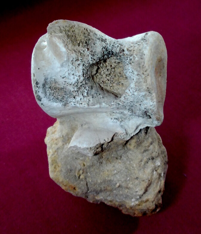 PREDATION OR SCAVENGING BITES - Fossil ID - The Fossil Forum
